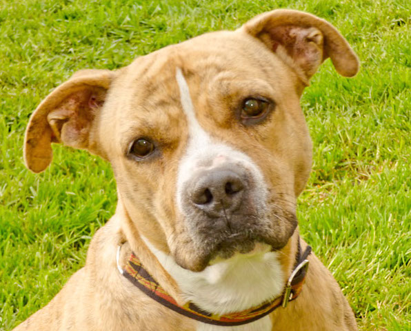 Karma Adopted! - Forte Animal Rescue : Forte Animal Rescue