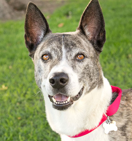 Morgan Adopted! - Forte Animal Rescue : Forte Animal Rescue