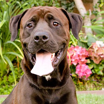 Shadow Adopted Forte Animal Rescue Forte Animal Rescue