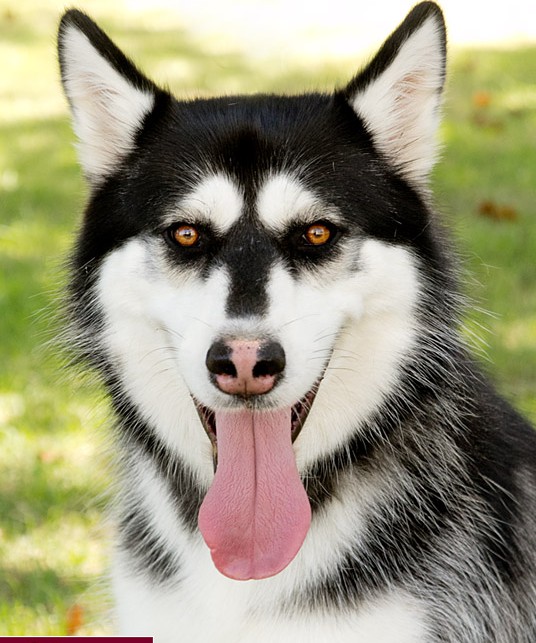 Kira Adopted! - Forte Animal Rescue : Forte Animal Rescue