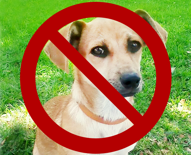 Pets and Landlords - Forte Animal Rescue : Forte Animal Rescue