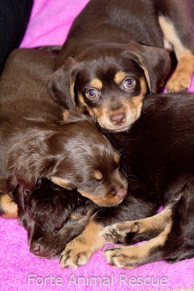 Wonder of Life - Forte Animal Rescue : Forte Animal Rescue