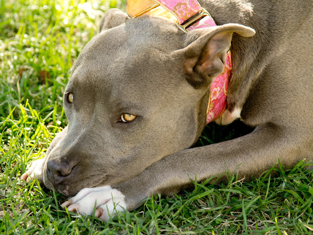 How to select your new dog - Forte Animal Rescue : Forte Animal Rescue