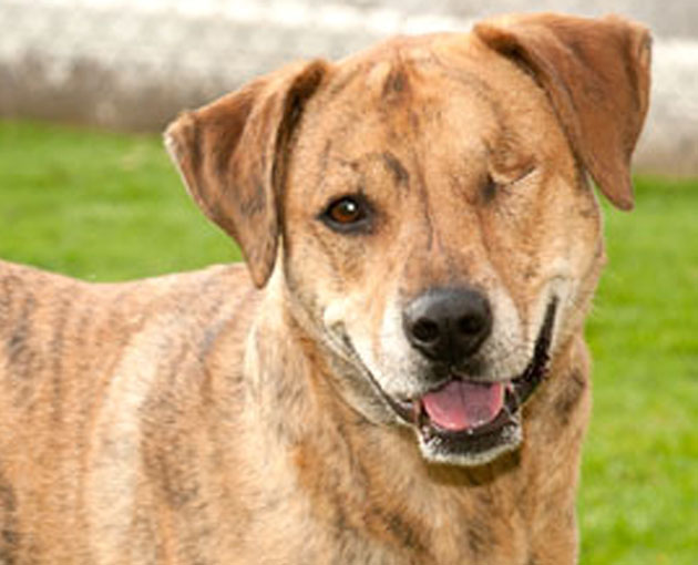 Myth of Rescue - Forte Animal Rescue : Forte Animal Rescue