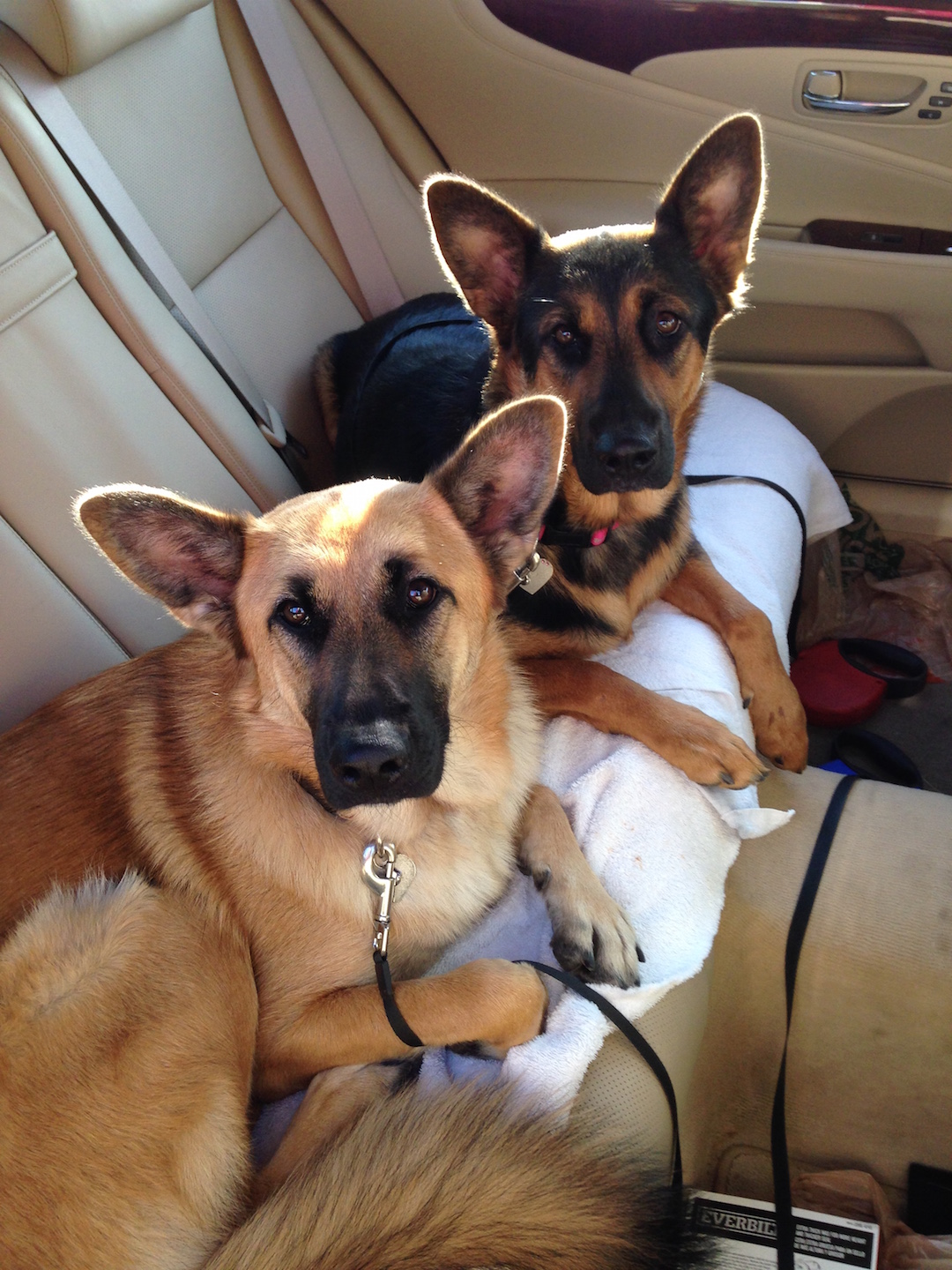 Whims of Fate - Forte Animal Rescue : Forte Animal Rescue