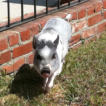 A true sense of holiday spirit for all sentient beings - Forte Animal ...