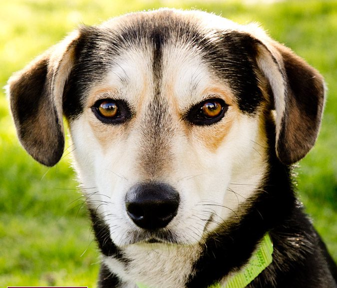 Beuller Adopted! - Forte Animal Rescue : Forte Animal Rescue