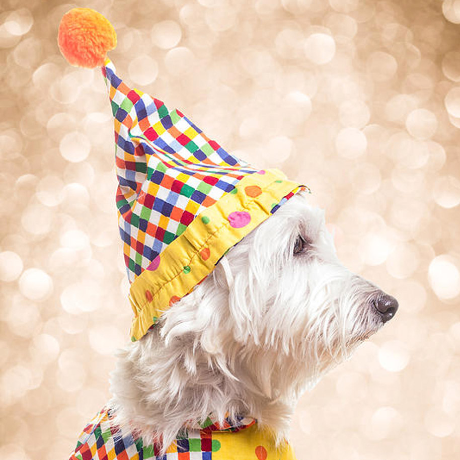 Pet Adoption Event – Sunday August 6, 2017 - Forte Animal Rescue ...