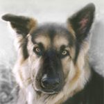 Home - Forte Animal Rescue : Forte Animal Rescue