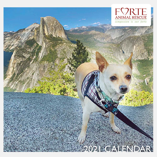 2021 Calendars for Sale - Forte Animal Rescue : Forte Animal Rescue