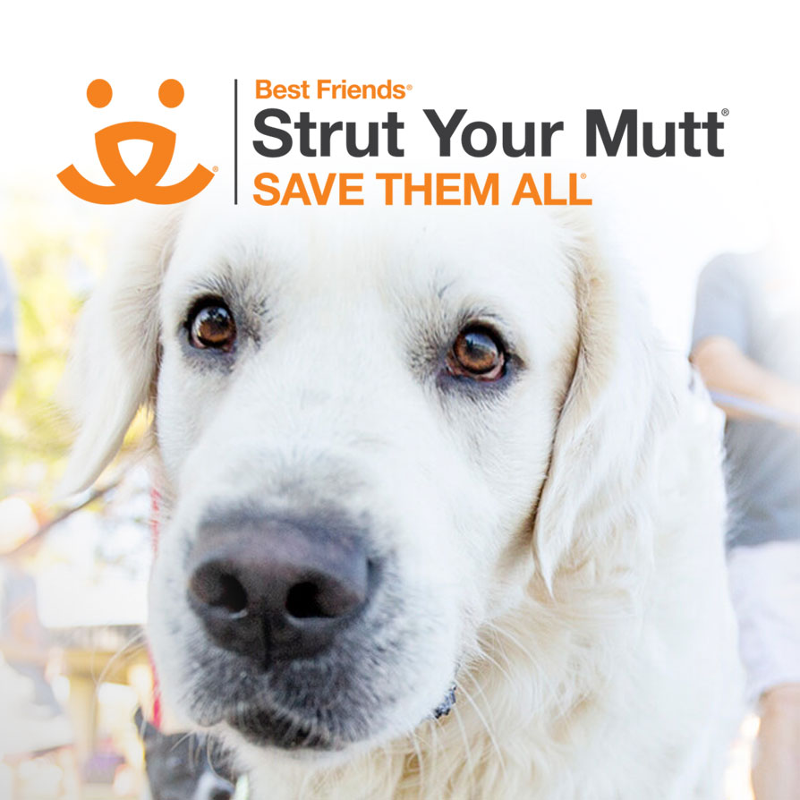 Strut Your Mutt - Saturday October 26, 2019 - Forte Animal Rescue ...