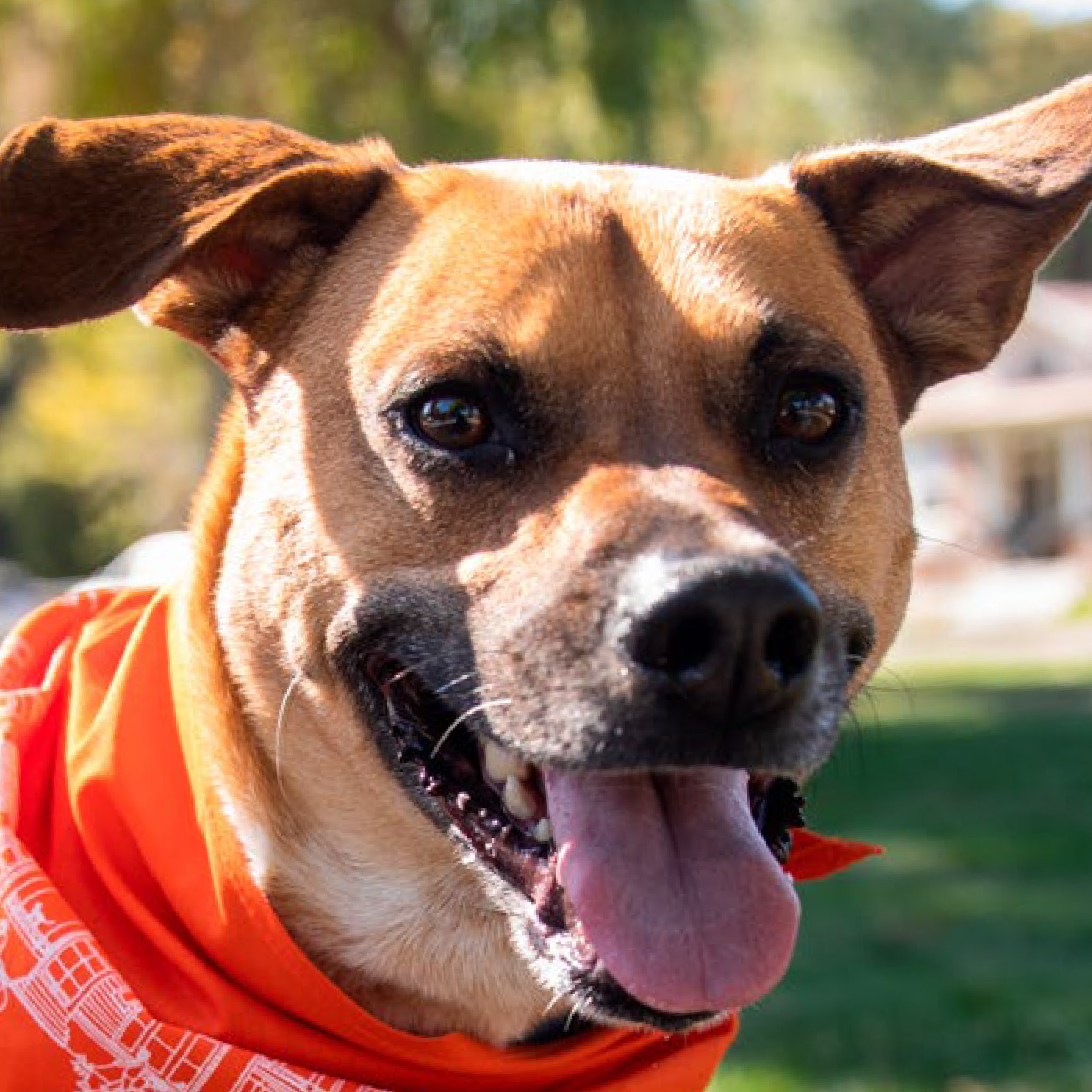 Strut Your Mutt - Saturday October 24, 2020 - Forte Animal Rescue ...