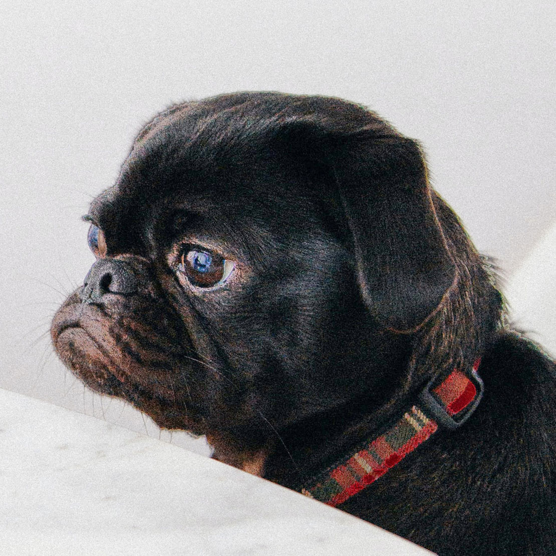 Donation Matching - Forte Animal Rescue : Forte Animal Rescue