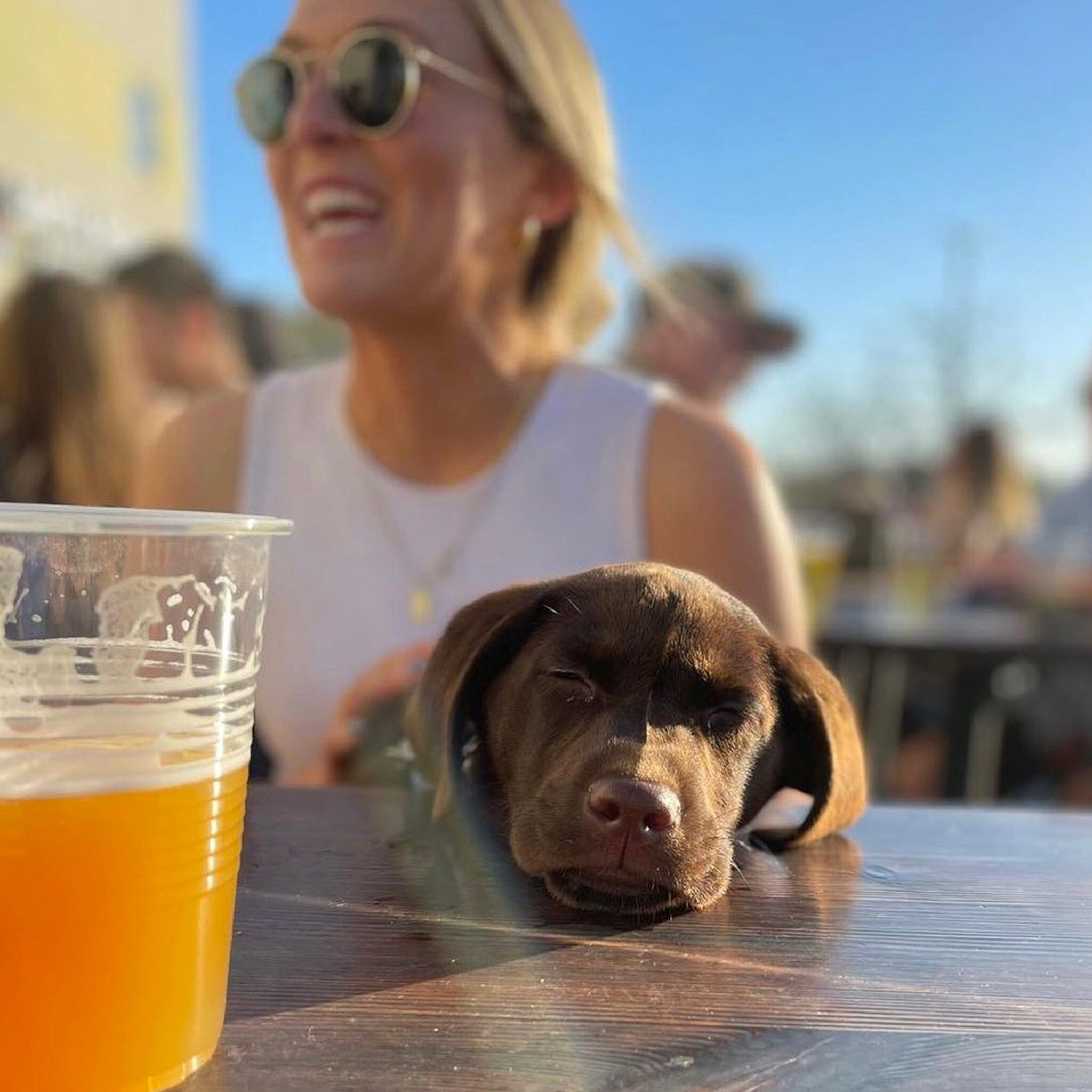 Home - Forte Animal Rescue : Forte Animal Rescue