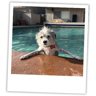 Home - Forte Animal Rescue : Forte Animal Rescue